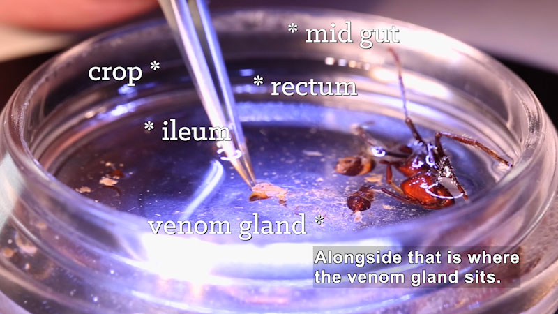 Search results for "insects" - Imageshare